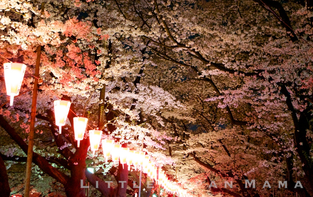 little japan mama : Night Sakura at Ueno Park
