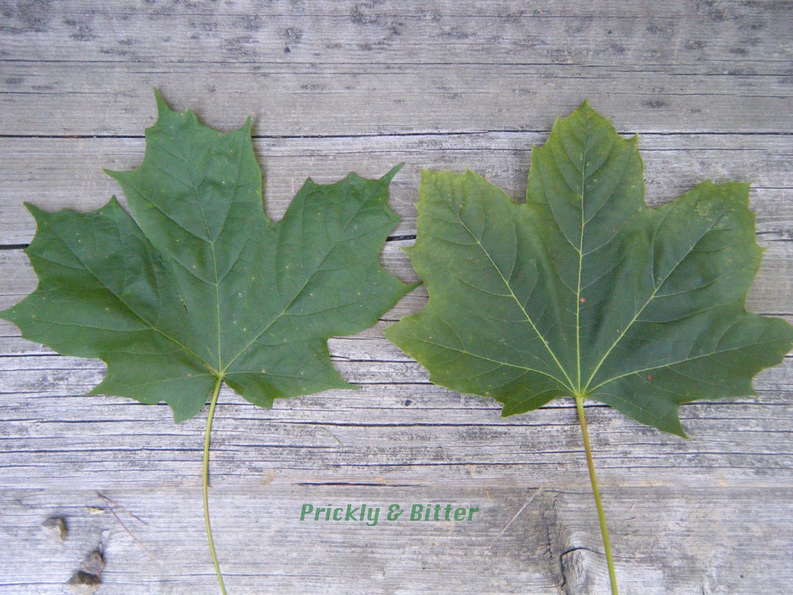 Prickly and Bitter: RERUN: Canada's National Tree