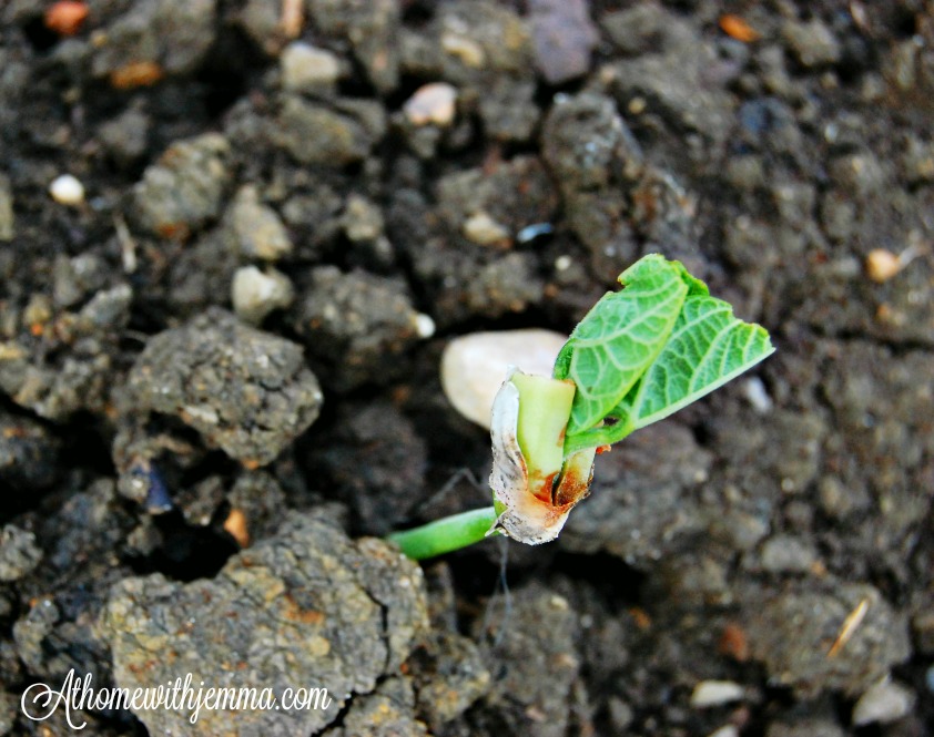 Dance of the Garden and Gardening Tips - At Home with Jemma