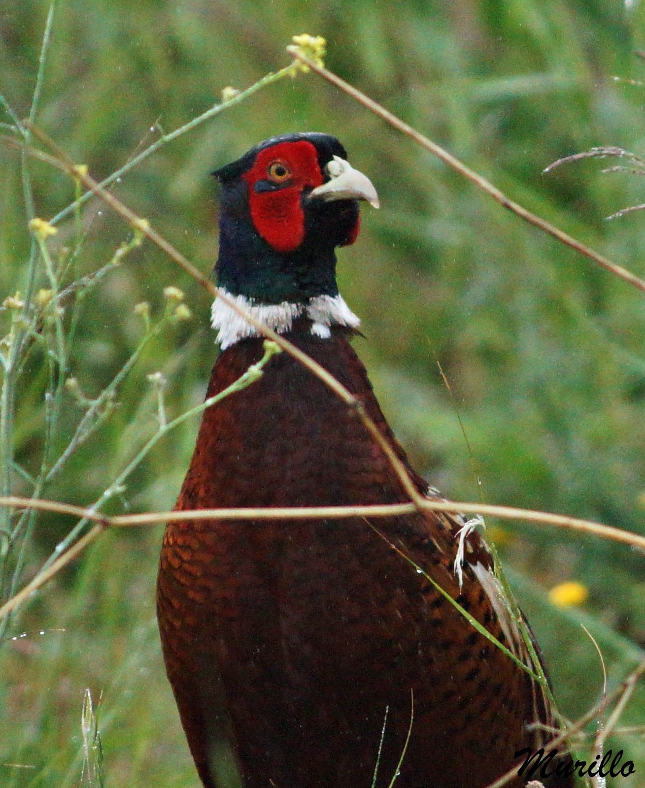 Las excursiones de Murillo "murillonature": Faisán Común (Phasianus ...