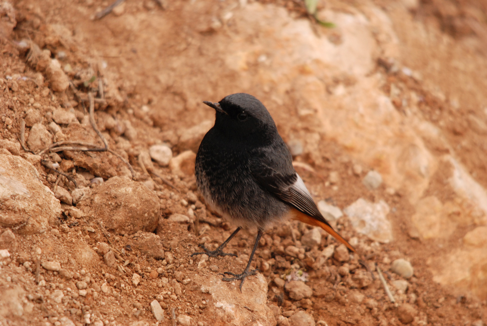 manises naturaleza: Colirrojo tizón