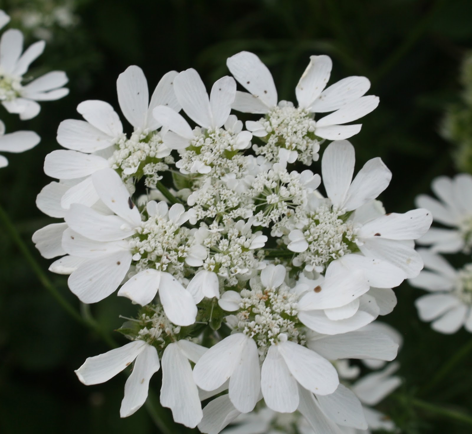 Jardin à Welekete: Orlaya Grandiflora White Finch