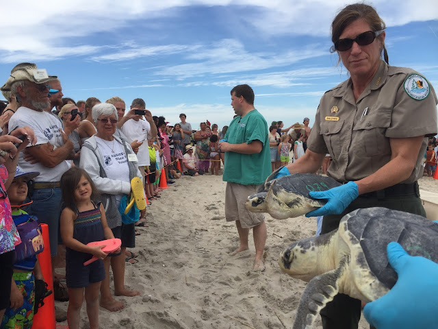 Marine Animal Rescue Team Blog