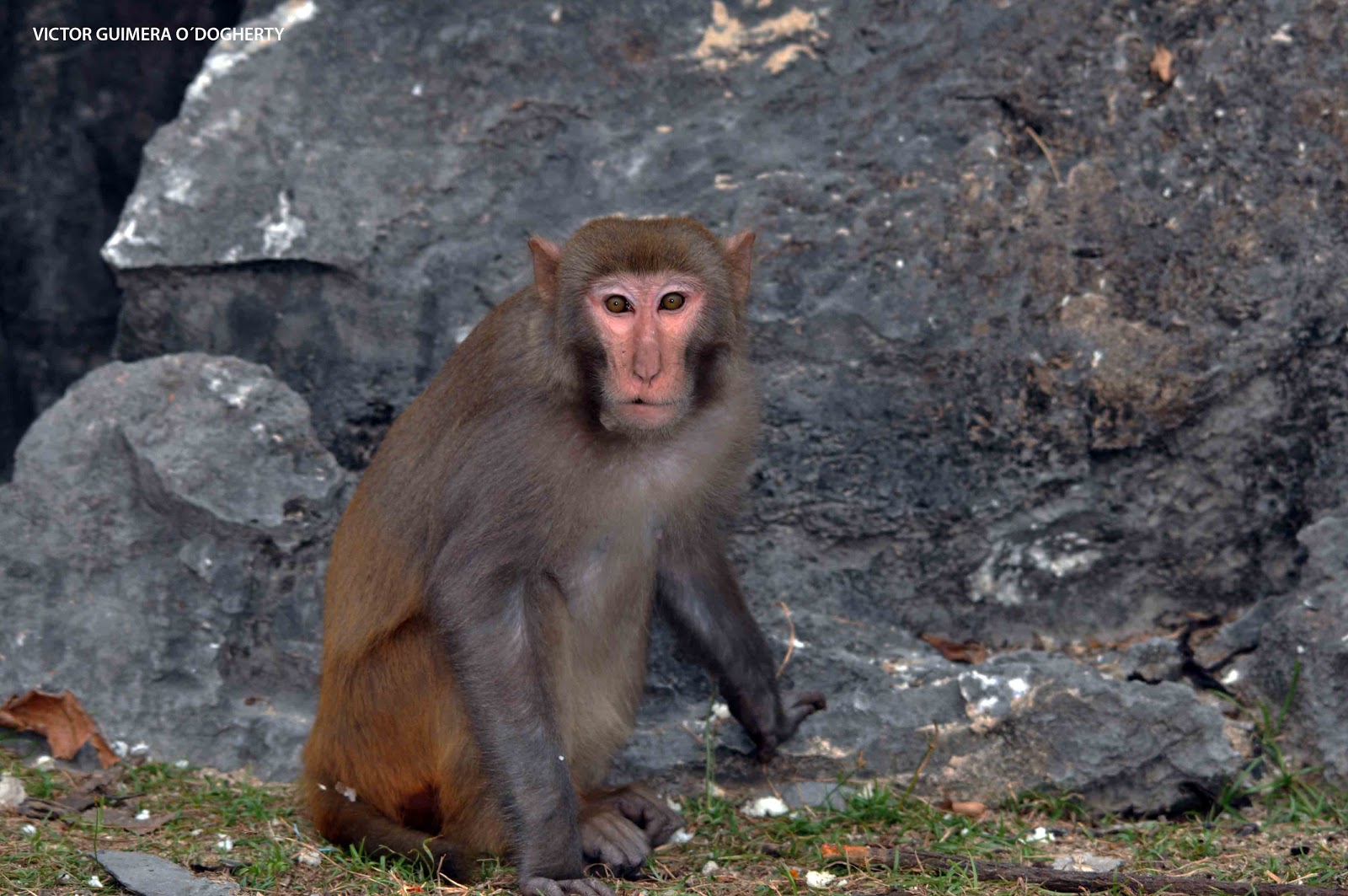 Mis imágenes de aves: MACACOS RHESUS EN HALONG BAY