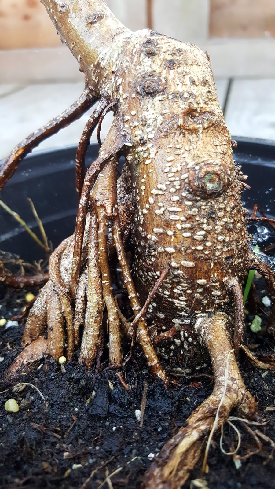 Bonsai-misadventures: Aerial roots when you live in a desert.