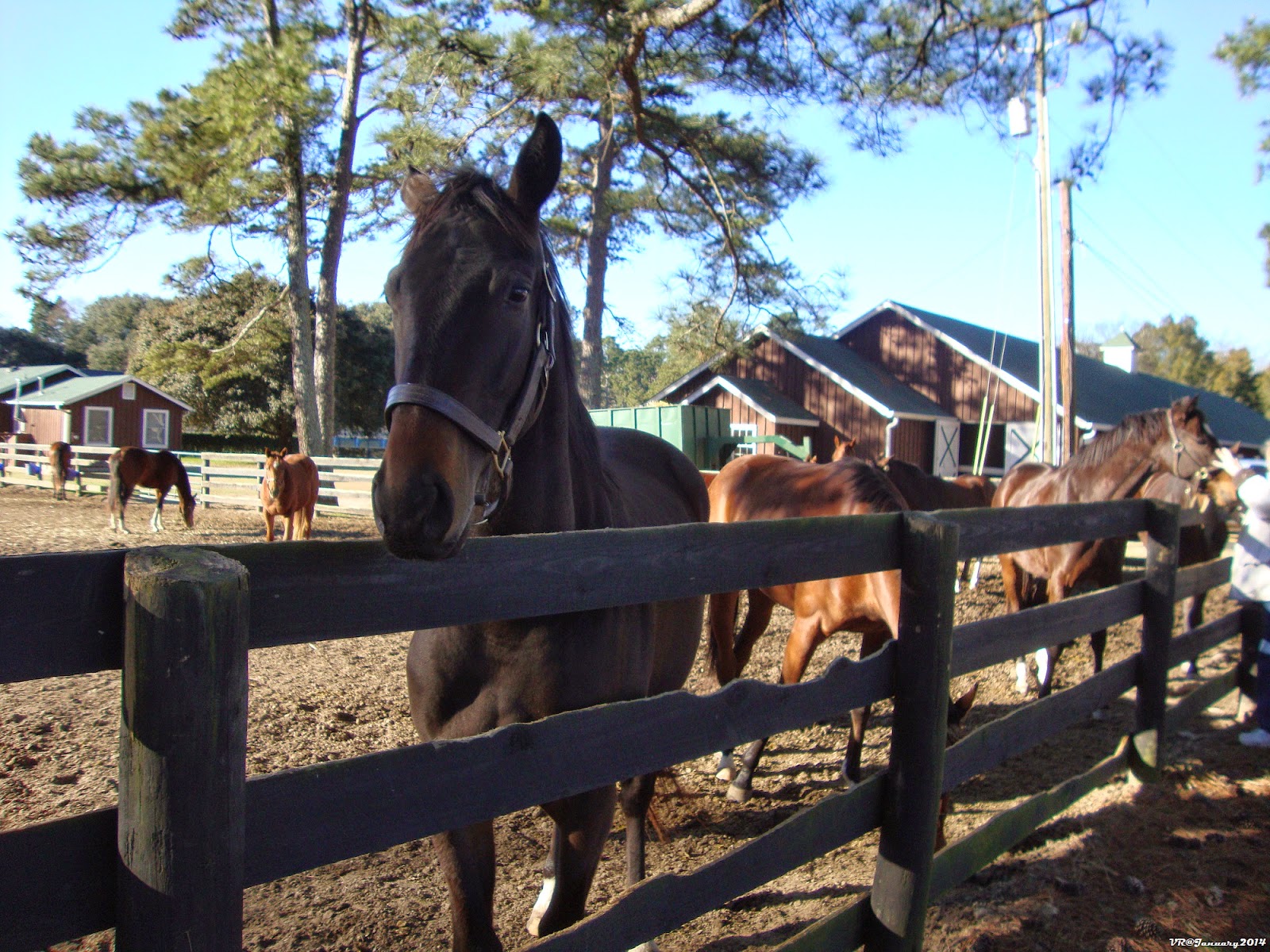 Vacation Rick: Summerville's Sister To The West--Aiken, South Carolina ...