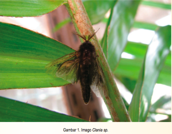 Setora nitens: Informasi Organisme Pengganggu Tanaman CLANIA SP