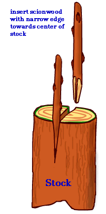 M@zboy: My Grape World: Sambung Menyambung Batang Ijo (Mini Grafting)