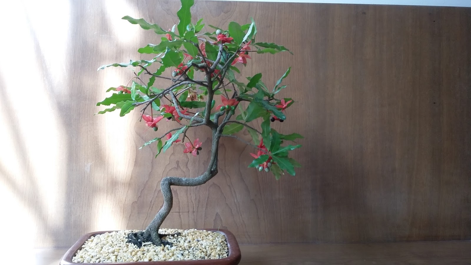 Antonio Fabiano: BONSAI (8) - ÓCNA