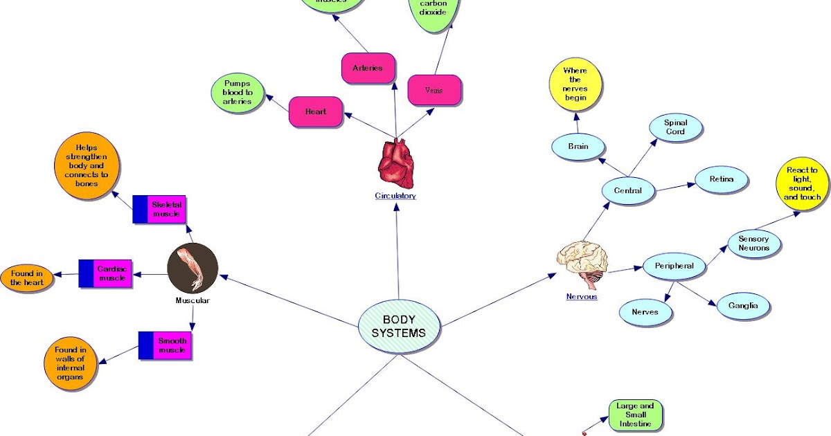 Body Systems Concept Map Answer Key - Map