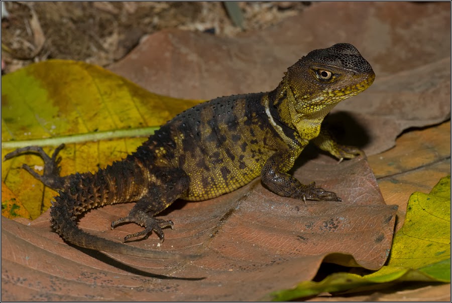 Explorations of an Ecologist: Panama: January 2010 (part 7)