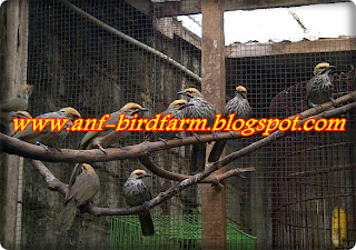 ANF BIRD FARM - PENANGKARAN BURUNG BERKICAU + MENJUAL BERBAGAI JENIS ...