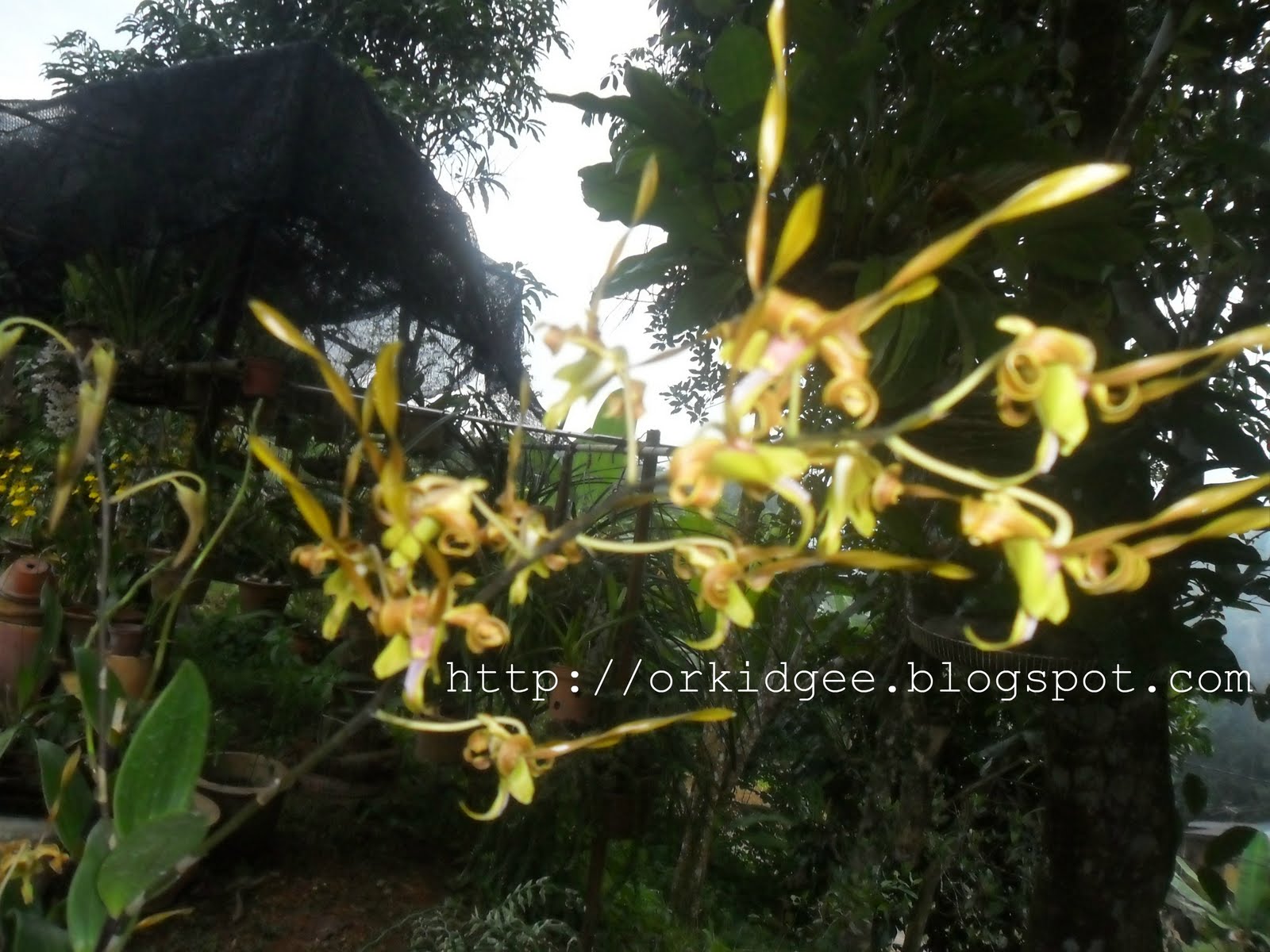 RIMBUNAN ORKID: orkid lagi.