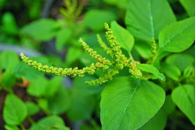 Tanaman Obat Bayam Duri (Amaranthus Spinosus) | Catatan Octa