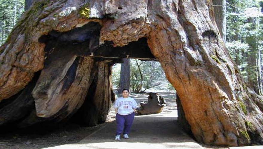 ΛΕΥΤΕΡΙΑ: Pioneer's Cabin Tree: Έπεσε ένα από τα επικά δένδρα των ΗΠΑ ...