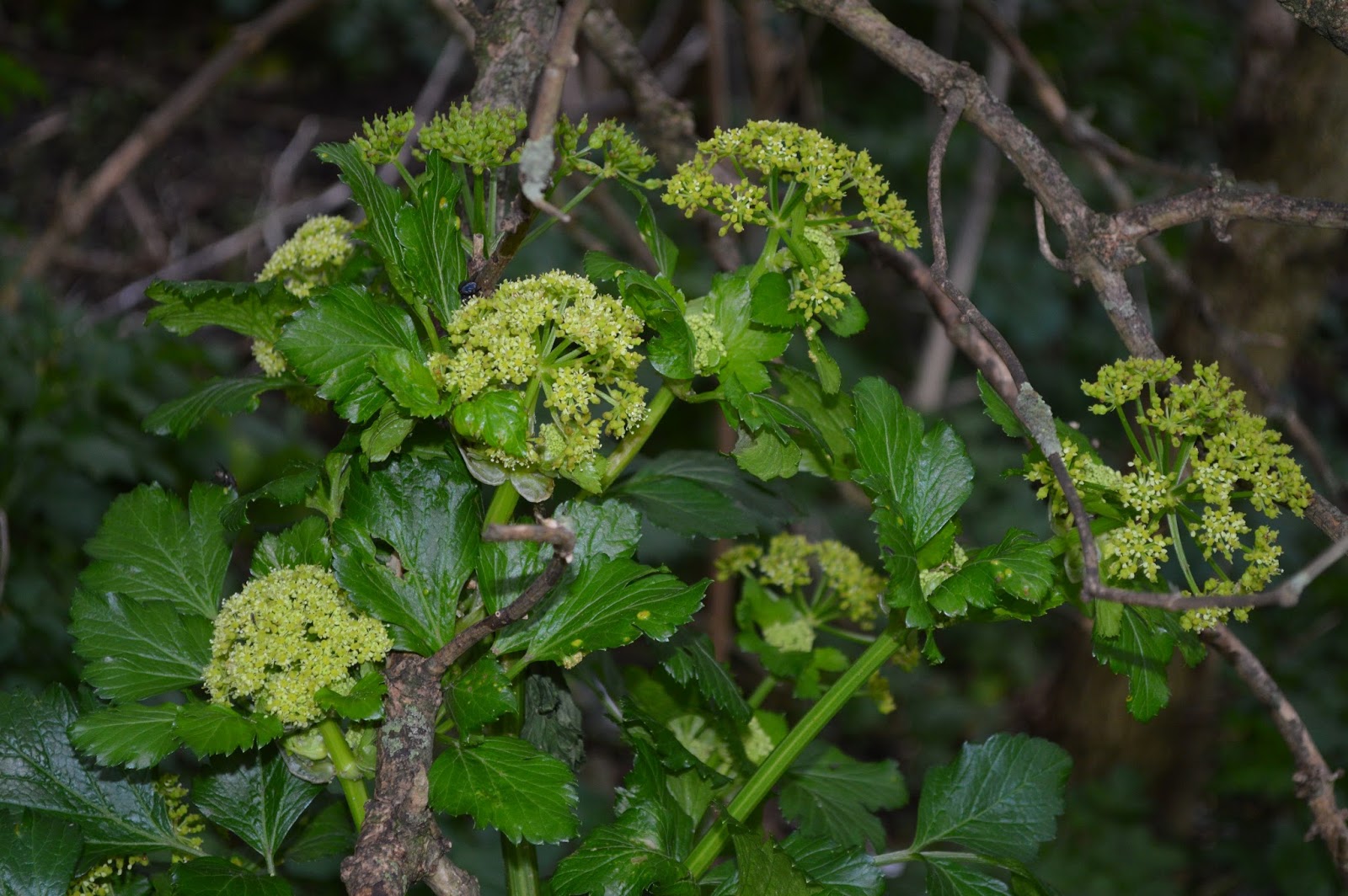 Alexanders (Smyrnium olusatrum).
