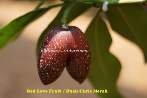 Williams Nursery: BUAH CINTA