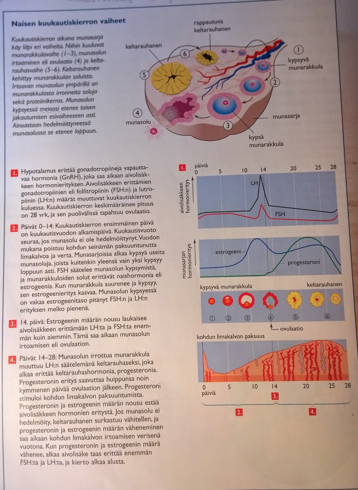 Kurssi 4, ihmisen biologia: Kappale 14, Uusi ihmisyksilö kehittyy ...