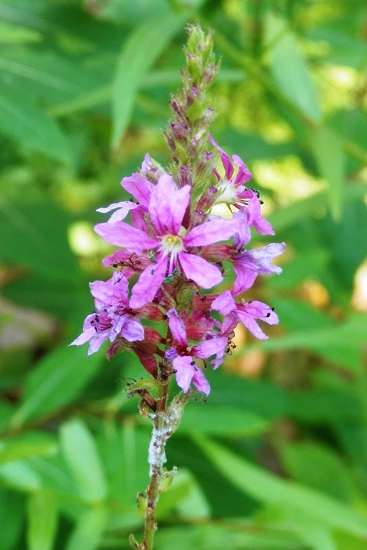 Southeastern PA Hiking: Horse-Shoe Trail - Great Valley Nature Center ...