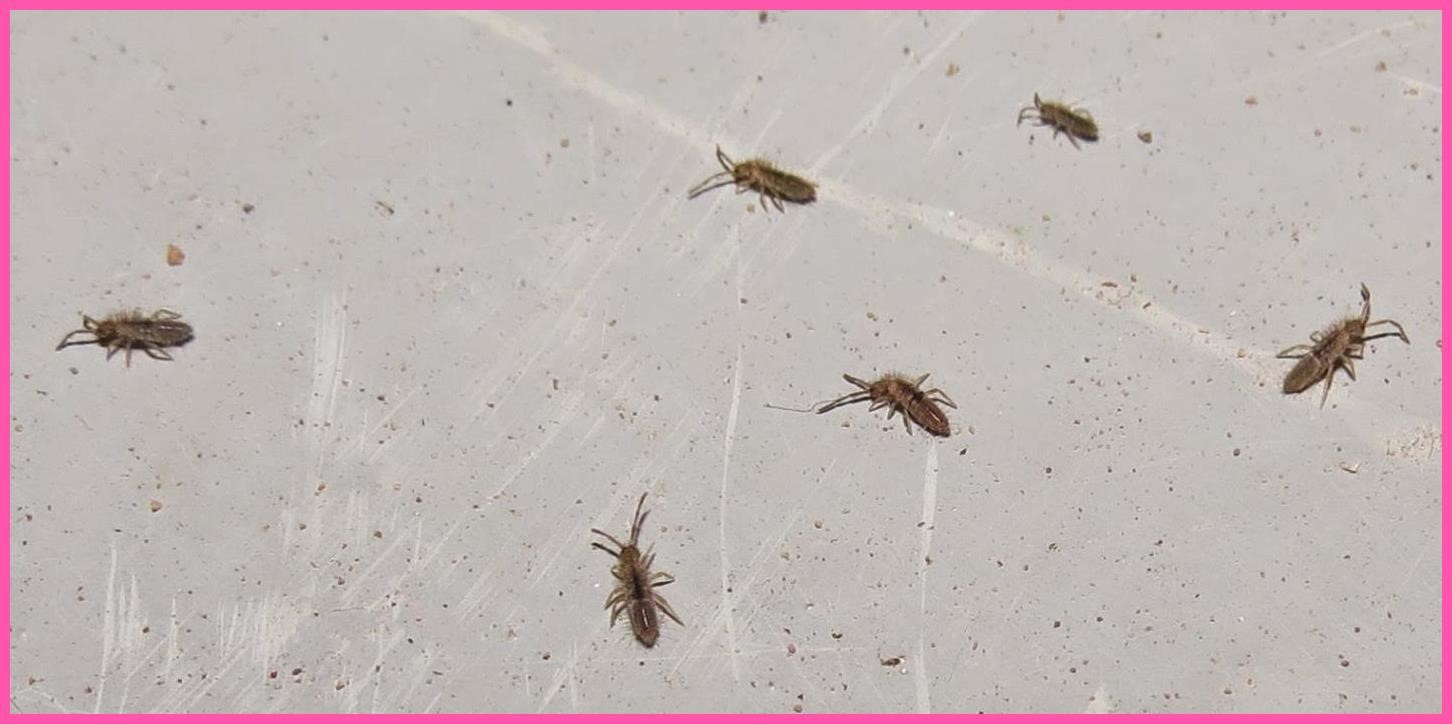 19 Tiny Beetle Like Bugs In Kitchen - GRW8 NOLA WYATT'S BLOG