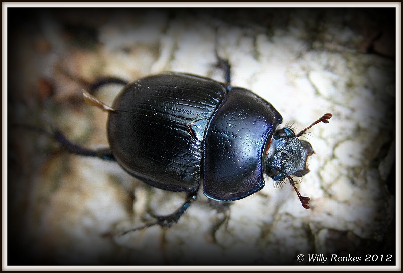 INSECTENWERELD: Mestkevers