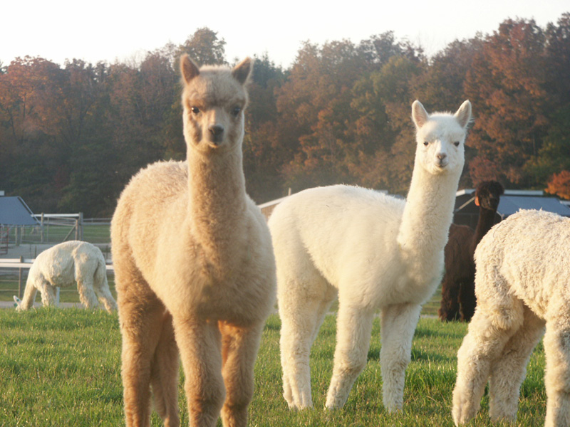 Alpaca: Alpacas