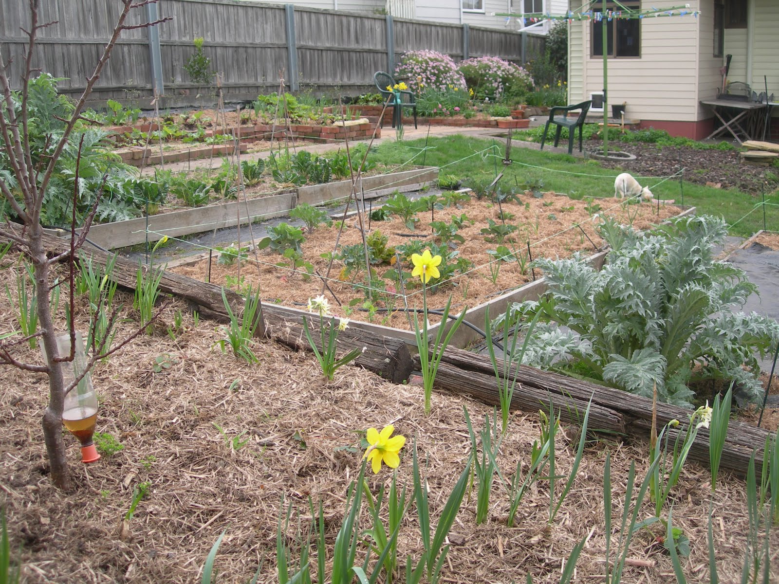 Polystyrene Garden Junkie: 2011