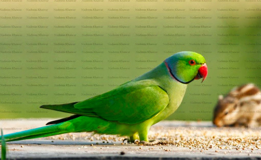 Birds Pigeons Pakistan: Parrot bird