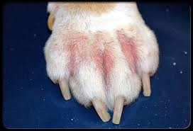 Dog Skin Problems Have Many Causes | Dogs and Puppies Daily