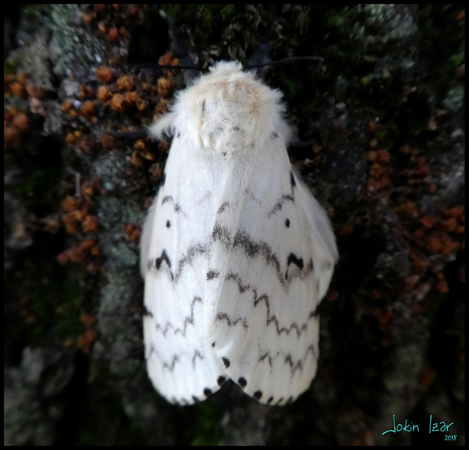 Iñurritza: Insectos nocturnos - GAUEKO INTSEKTUAK