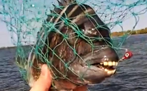 Ikan-Ikan Bergigi Manusia - Desi Fitrie | Informasi-informasi Terupdate