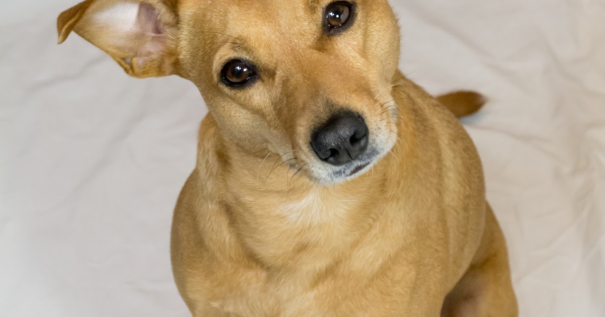 ZoePhee: Phoenix Graduated from Treibball!