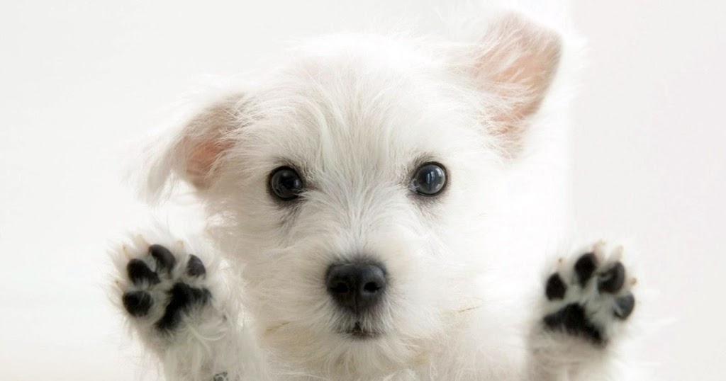 El Arte de la Estrategia: El perrito y 1000 perritos mas que le seguían