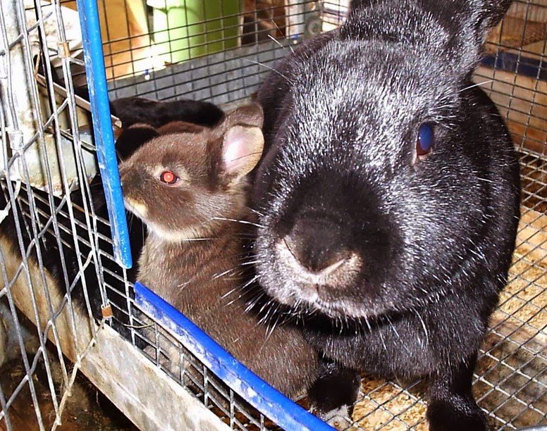 Kenapa kelinci baru lahir rawan mati? Penyebab Anak Kelinci Mati Pasca ...