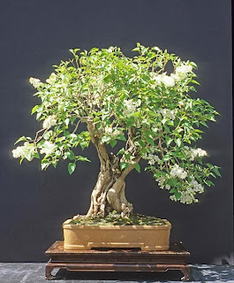 Walter Pall Bonsai Adventures: lilac #1
