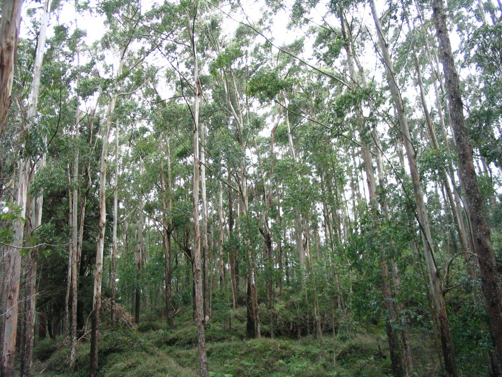 Satinwood ~ Wood Based Industrialists’ Association,Sri Lanka