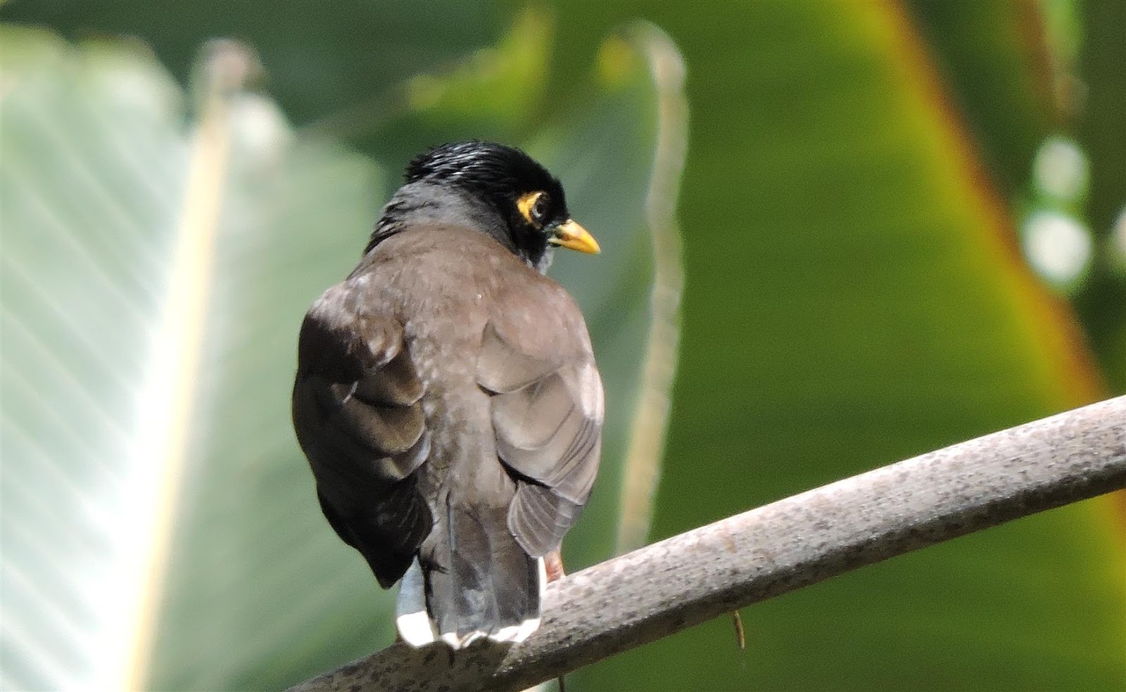 Birding for a Lark: Mauritius