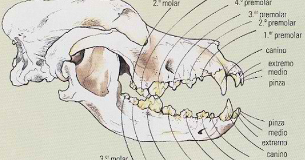 NUNCAJAMAS COCKER: PREGUNTAS FRECUENTES SOBRE LOS DIENTES DE MI PERRO