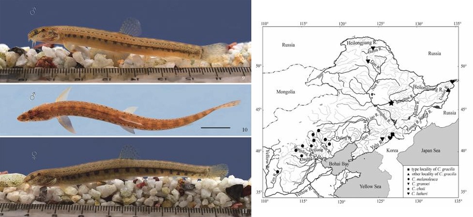 Species New to Science: [Ichthyology • 2016] Cobitis gracilis • A New ...