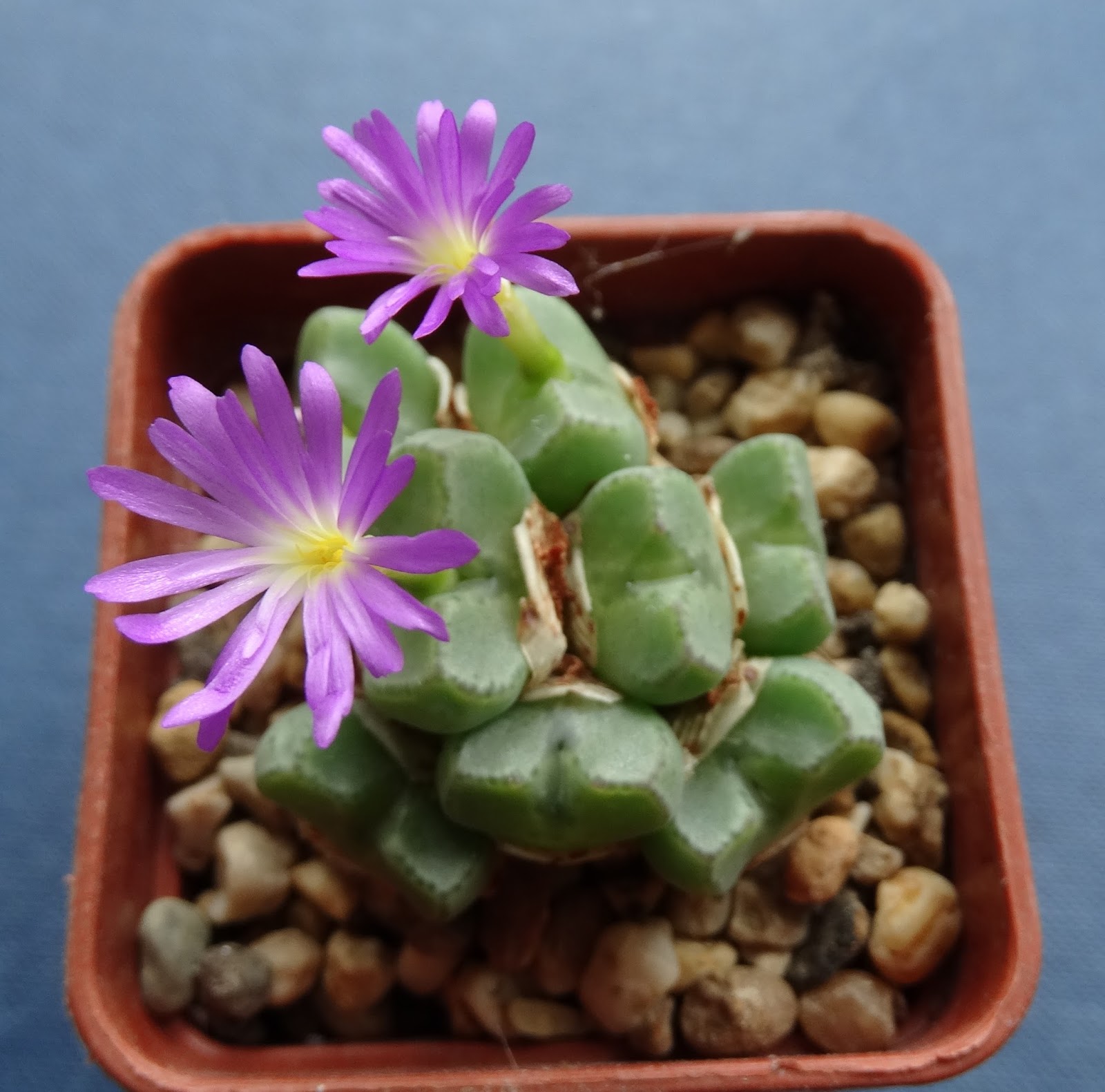 Succulent Sundae: CONOPHYTUM BICARINATUM