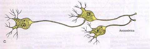 MORFOFISIOLOGÍA I: NEUROANATOMÍA