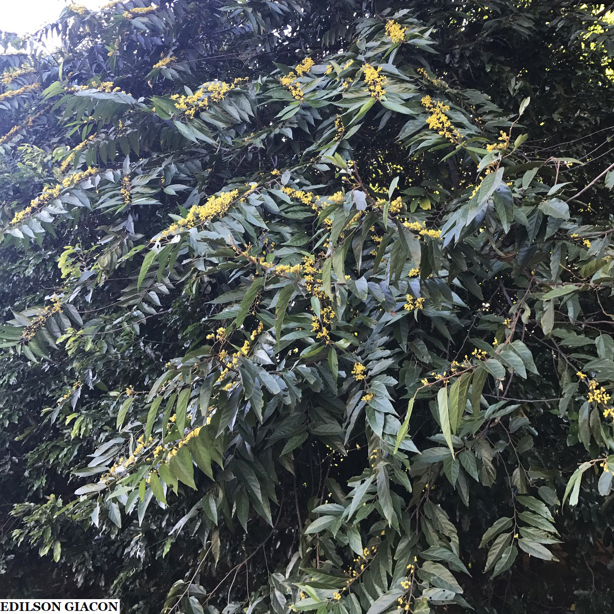 Viveiro Ciprest - Plantas Nativas e Exóticas: Mutamba ou Mutambo ...