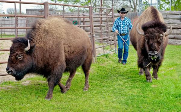 Awesome Pet Bison at home throughout Colorado