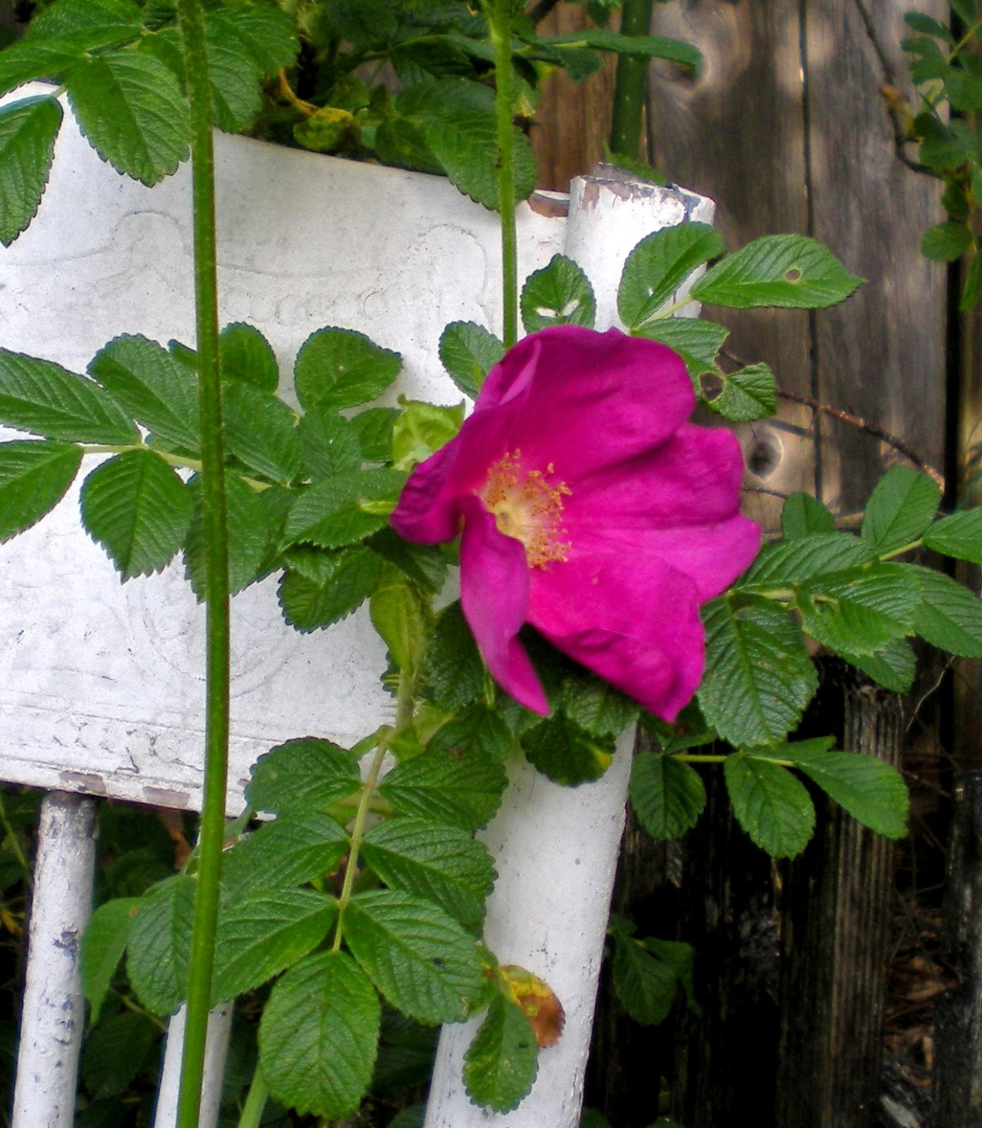Gardening With Grace: Fun in the Sun