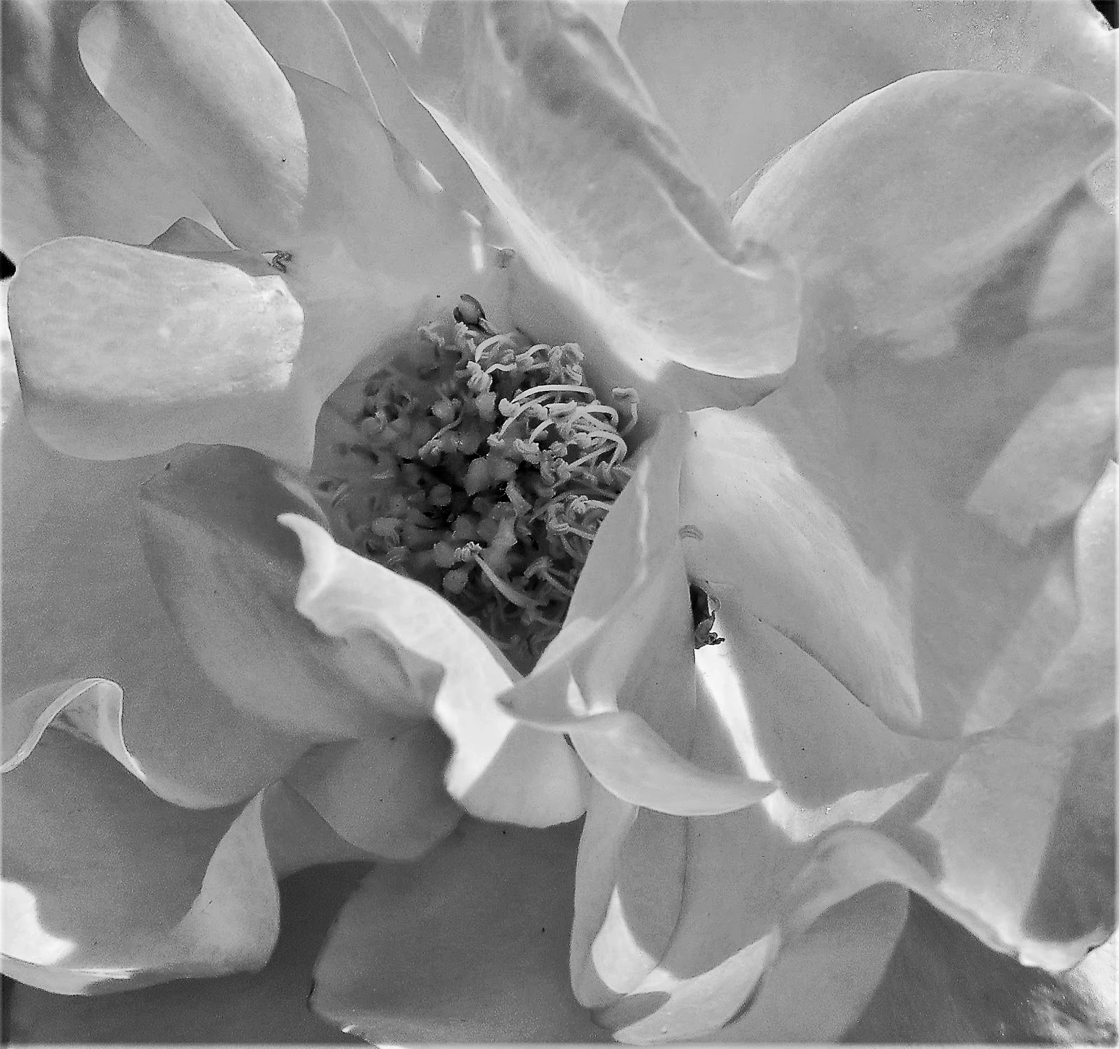 Living Rootless: Mexico City: The Caravan: The Roses Left Behind