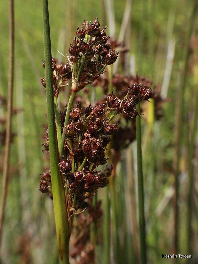 Flora Bonaerense: Junco agudo (Juncus acutus)