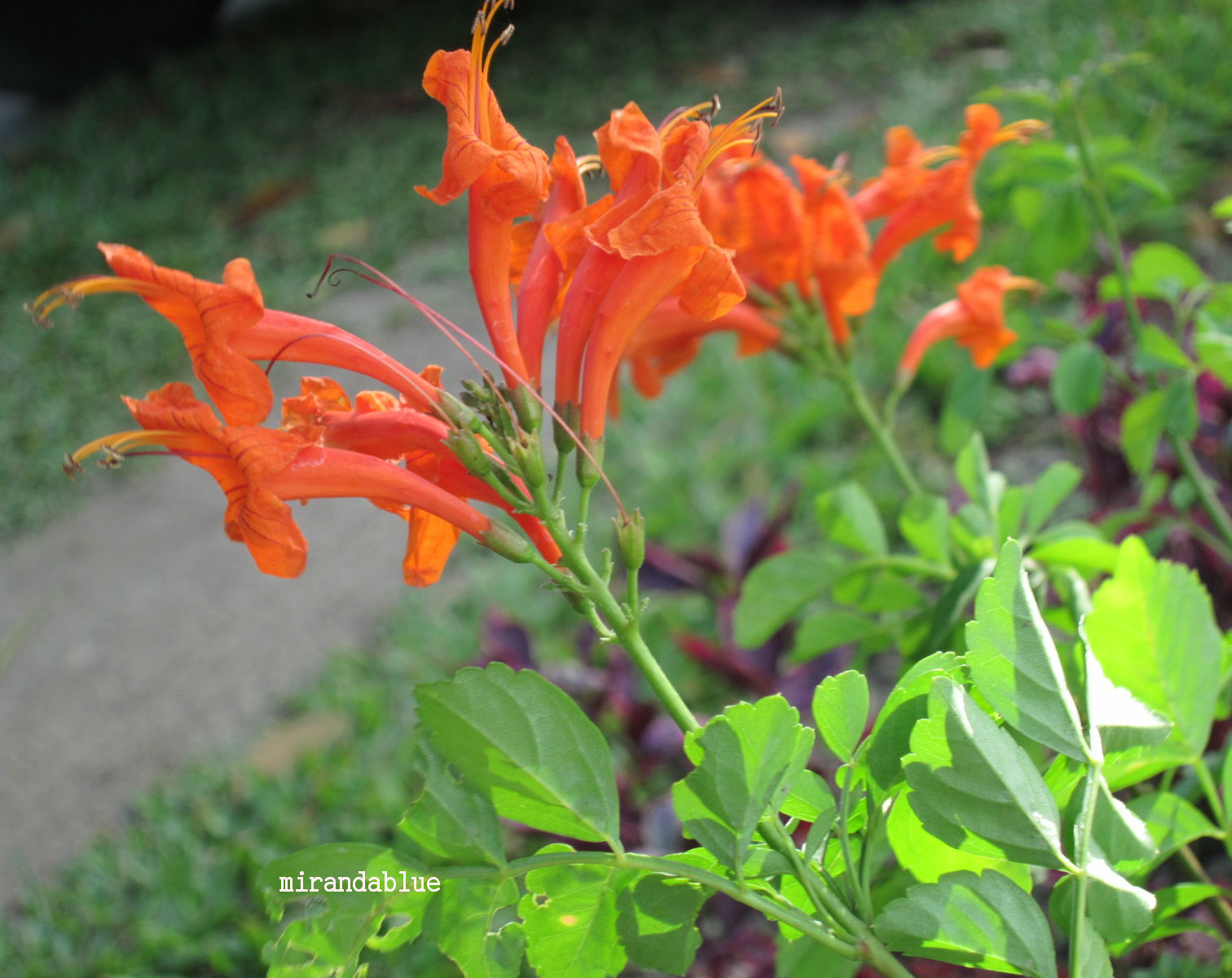 Live in the Moment: Tecoma capensis