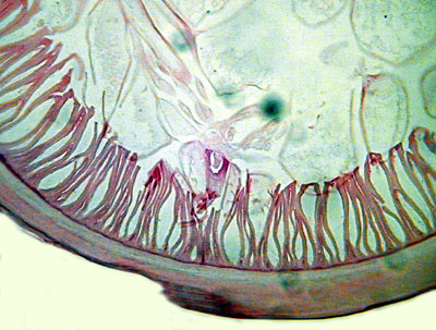 ბიოლოგიის გამოცდის ექსპერიმენტული ნაწილი