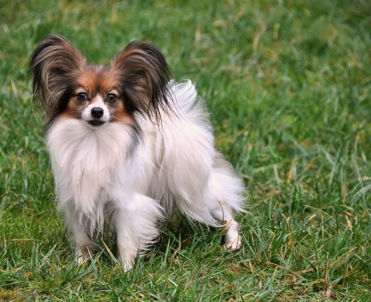 Road's End Papillons : Road's End available Retired Papillon Girls