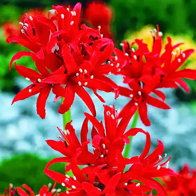 NERINE SARNIENSIS |The Garden of Eaden